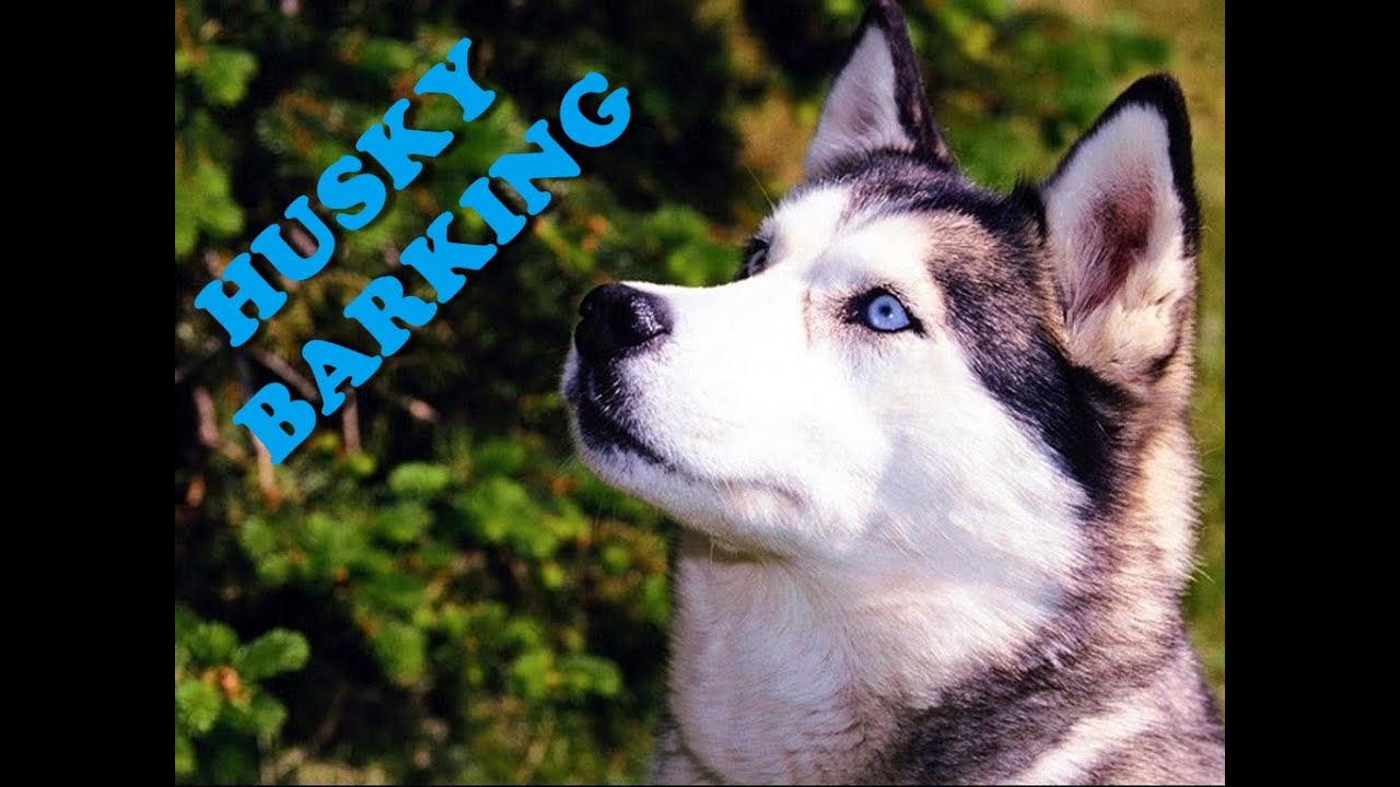 DOGS BARKING : Husky Barking Sound 2021 - YouTube