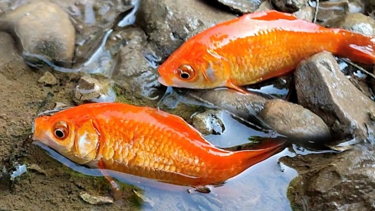 See Many Freshwater Ornamental Fish In The River Guys - ornamental fish ...