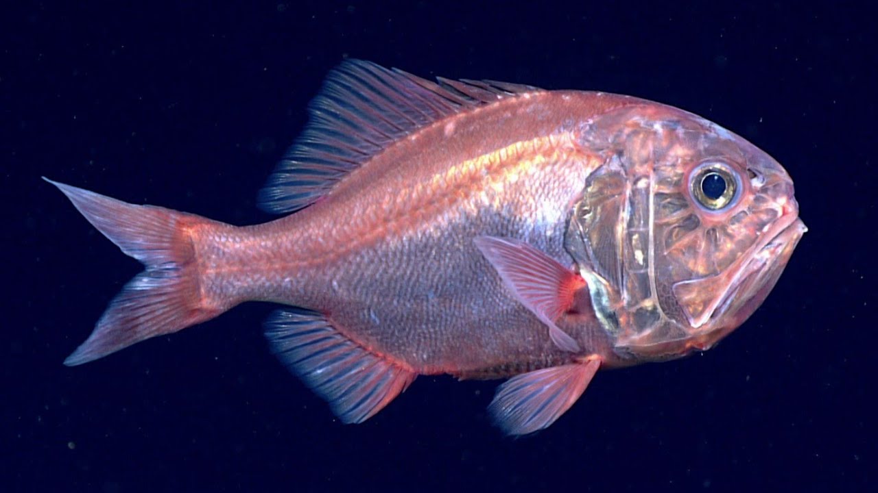 Facts: Darwin's Slimehead - YouTube