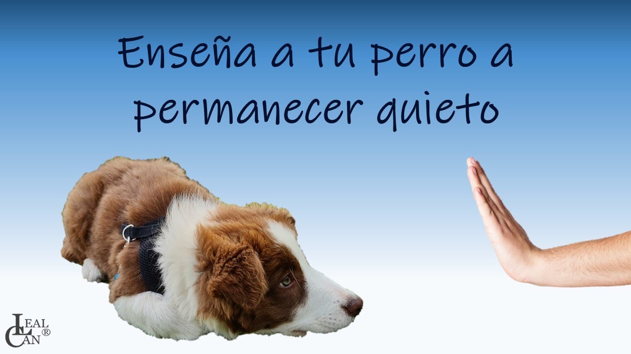 Cómo ENSEÑAR a tu PERRO a QUEDARSE QUIETO | LealCan Adiestramiento ...