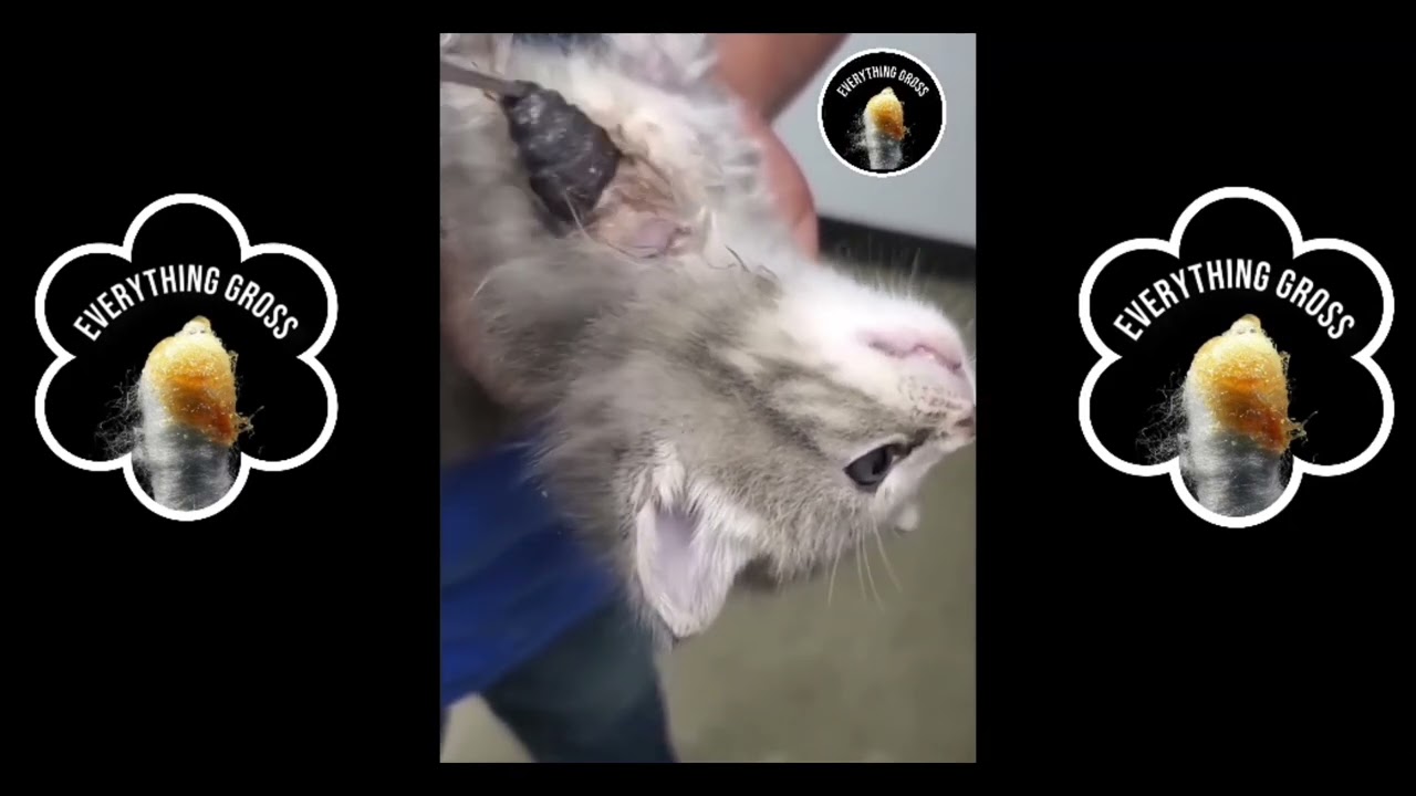 BOTFLY REMOVAL FROM CAT - YouTube