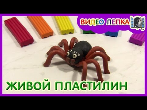 ПАУК - Лепи из пластилина | Видео Лепка
