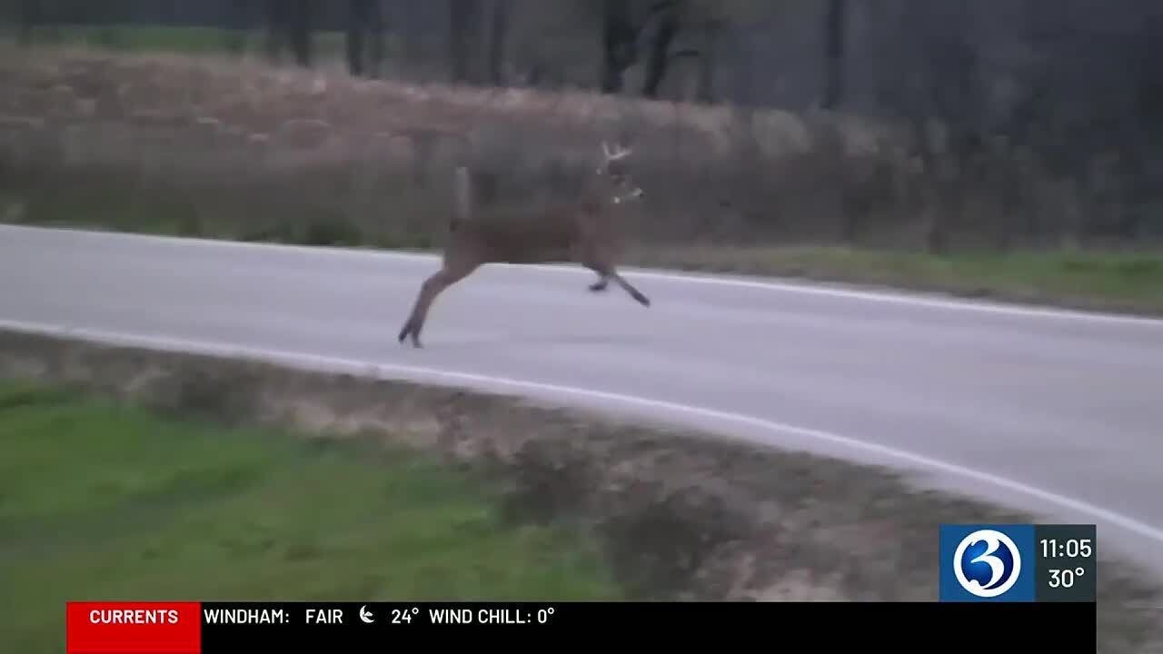 Freak accident involving deer sends woman to the hospital - YouTube