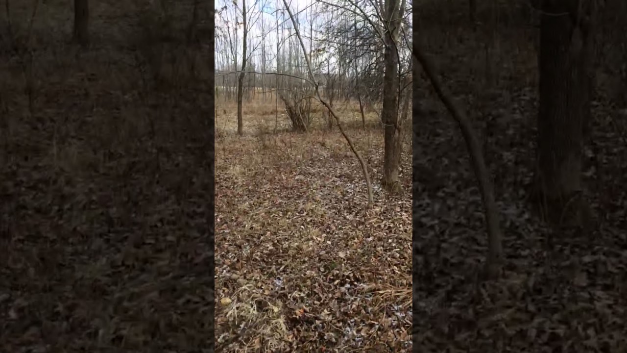 Multiple coyote snare trapping, one night, one location - YouTube