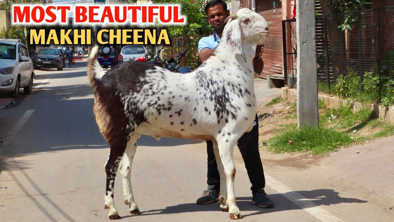 Most Beautiful Biggest Makhi Cheena Goat At Amjad Goat's - YouTube