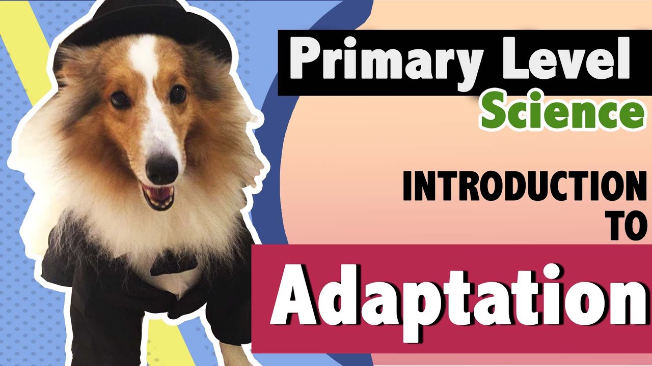 [Primary School Science] Topic - Introduction to Adaptation [Demo ...