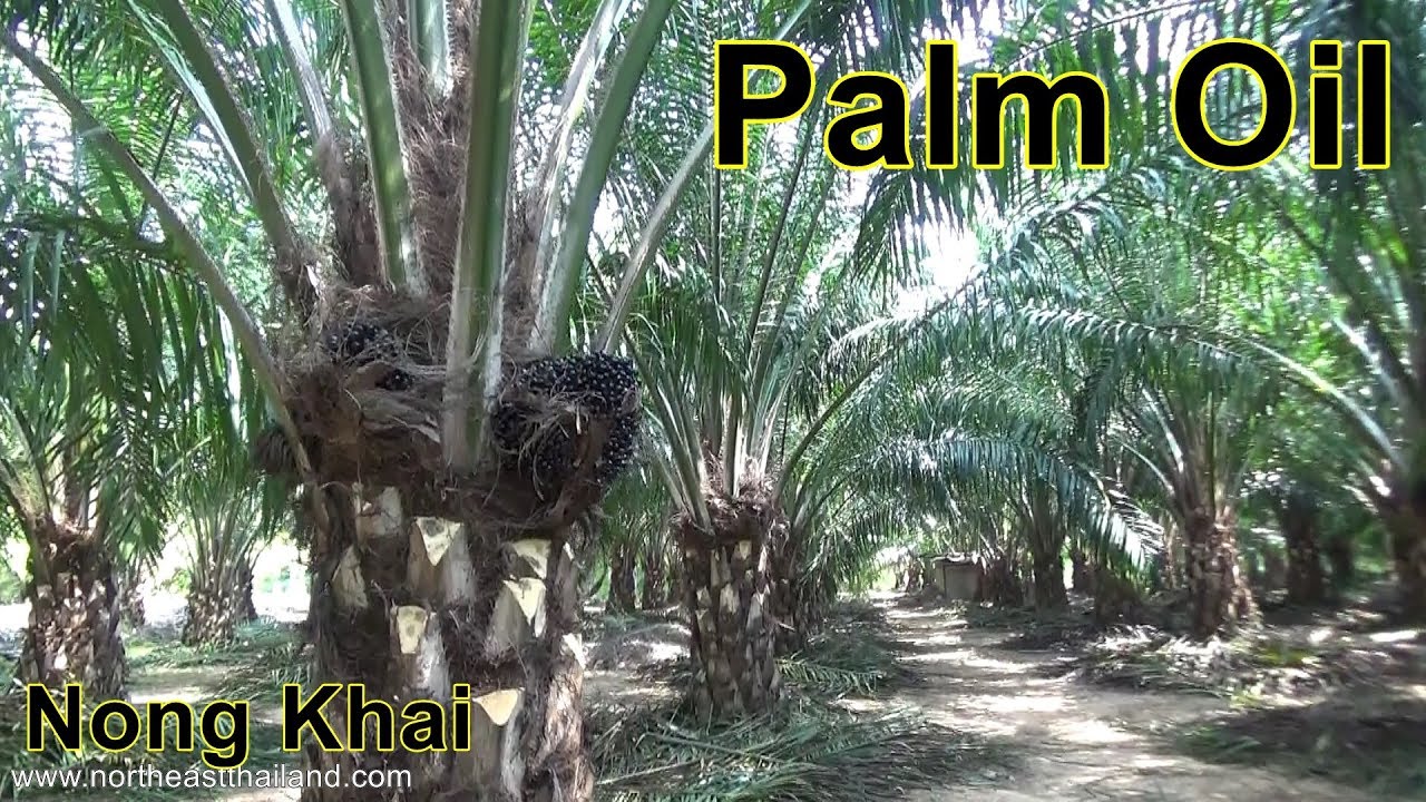 Tour of a Palm Oil farm in Nong Khai Thailand. - YouTube