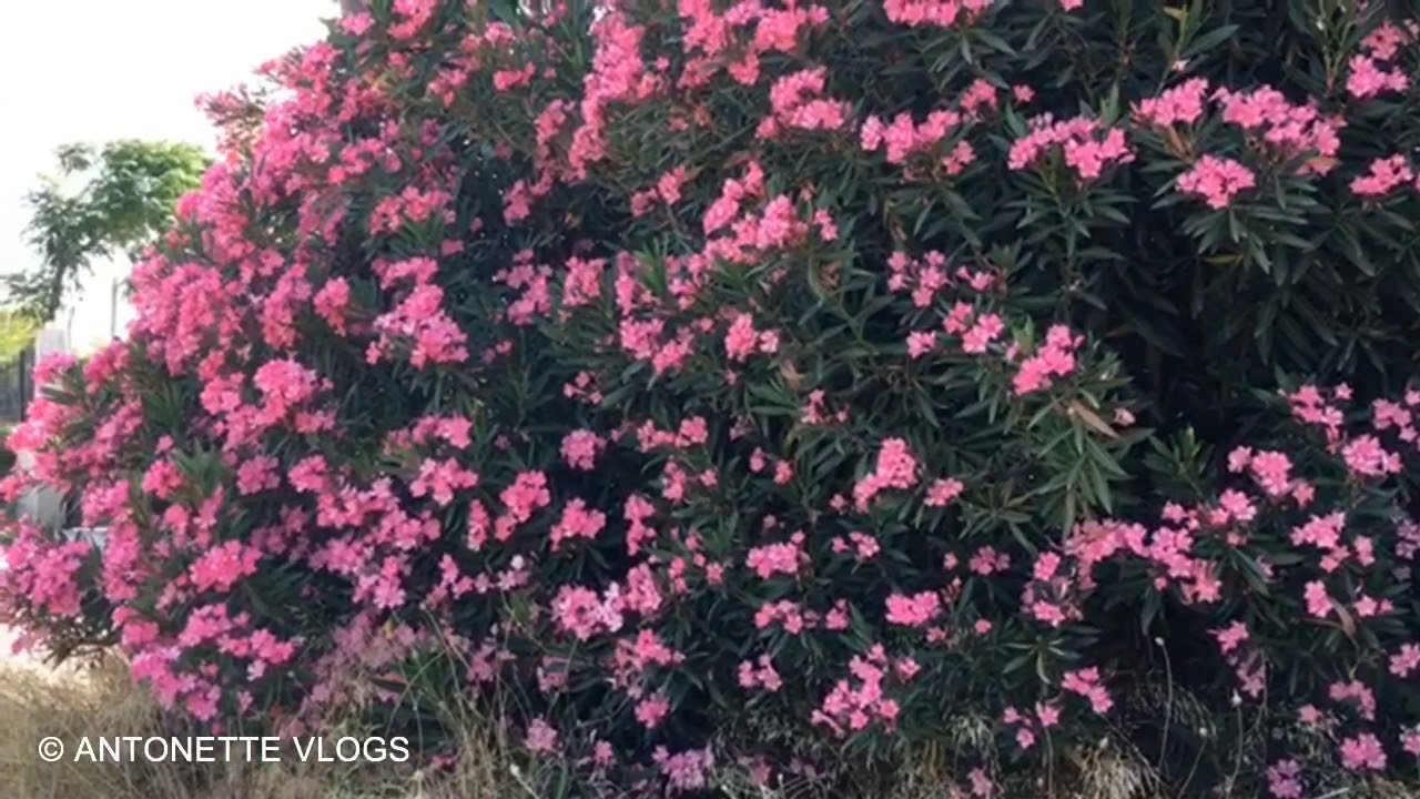 Sobrang ganda ng Adelfa na halaman/pink Flowers/sounds of Birds - YouTube