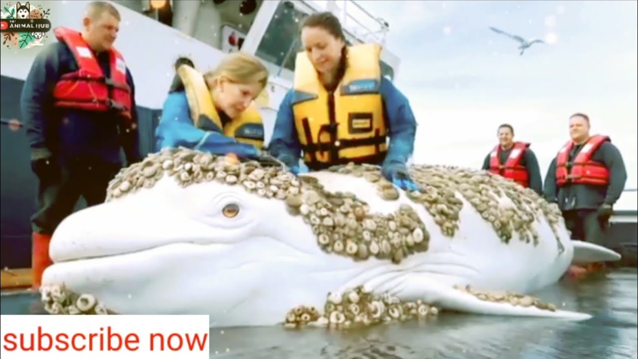 Animal Rescue Team Assists Beluga Whale in Removing Parasitic Barnacles ...