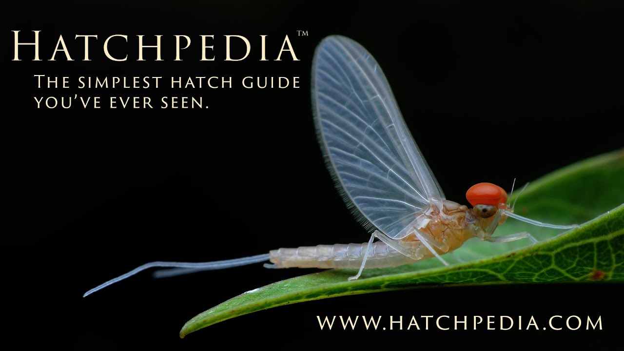 Hatchpedia - The simplest hatch guide you've ever seen. - YouTube