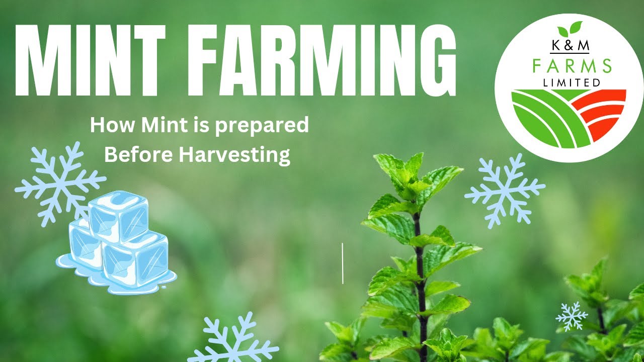 MINT FARMING/HOW TO FARM MINT SUCCESSFULY/MINT HARVEST AND MAINTENANCE ...