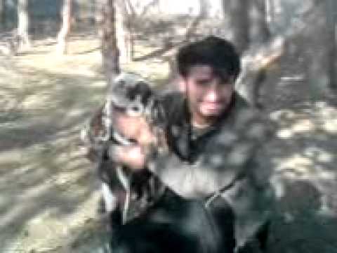 GHAZI HASSAN PUR HOT KISSING BOY AND GOT .3GP
