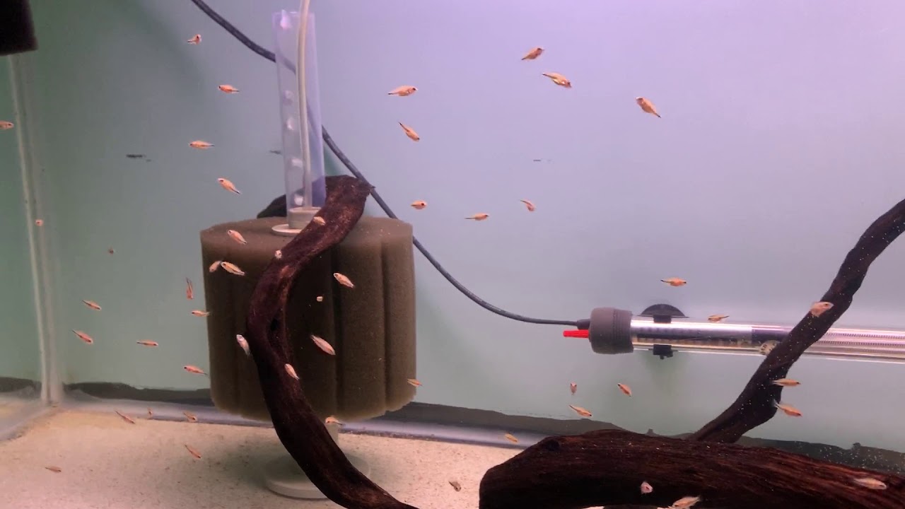 Turkana Jewel Cichlid (Hemichromis exsul) fry - YouTube