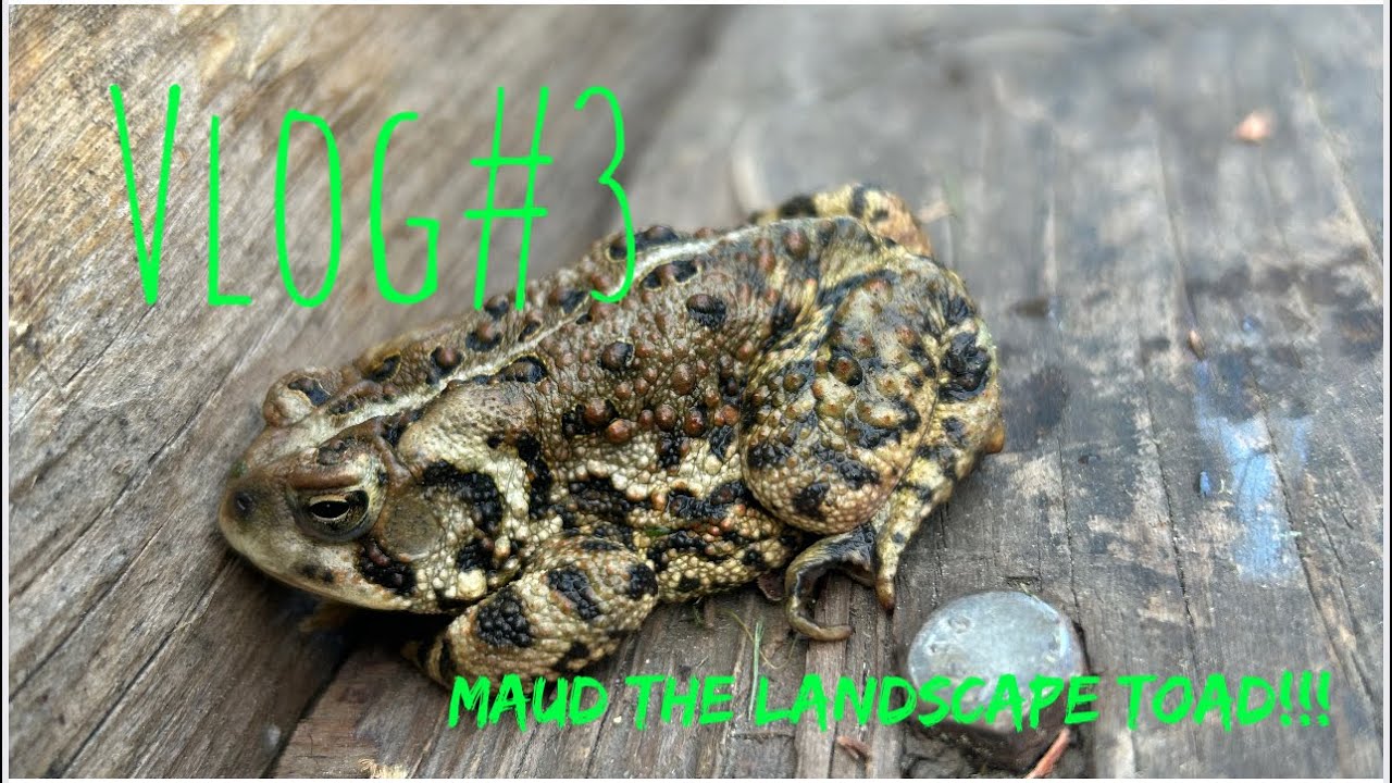 Sad little frog and steep slopes! Lawn care vlog #3 - YouTube