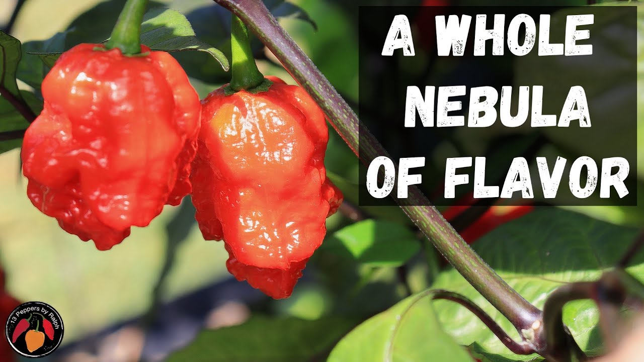 Orion Bright Pepper Review and Tasting - YouTube