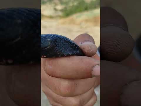 23 Mayıs 2023 kara yılan Kıbrıs yaban hayatı black snake cyprus wild life