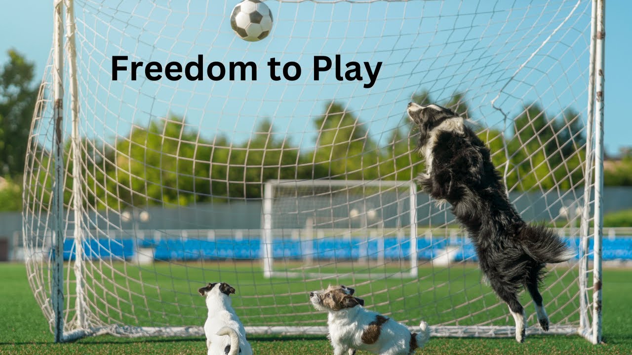 "Outdoor Playtime for Dogs" (Freedom, Puppies, Parks, Beaches & More ...