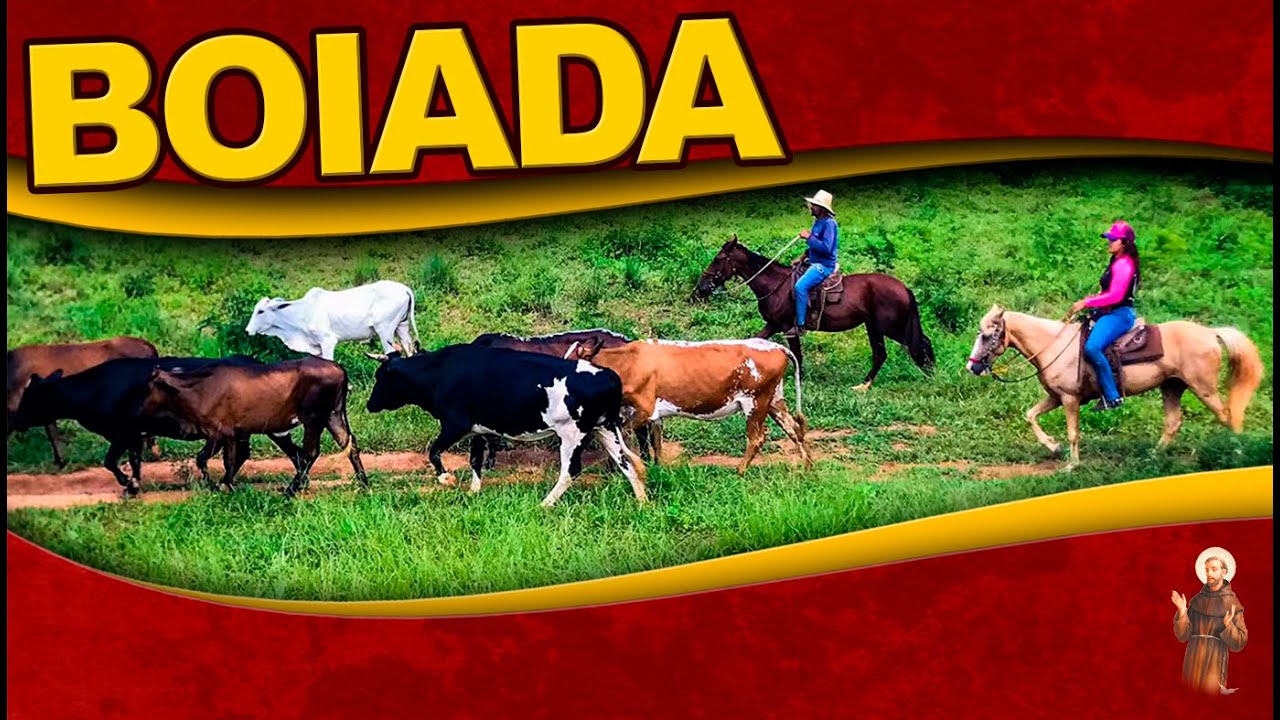 Mudando a Boiada de Pasto - YouTube