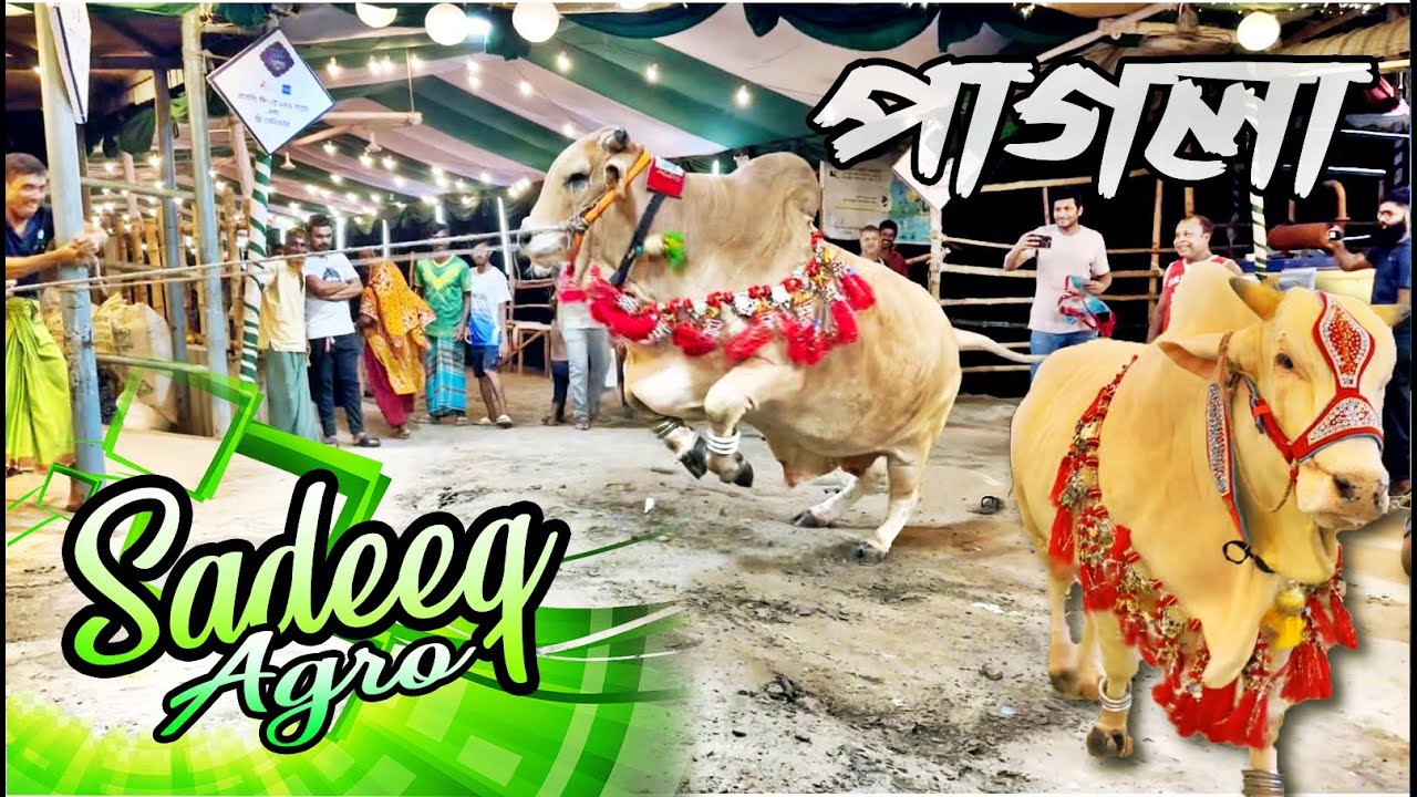 পা*গ*লা শাহীওয়াল ষাঁড় পাকিস্তানী মালায় | Sadeeq Agro Exclusive Bull ...
