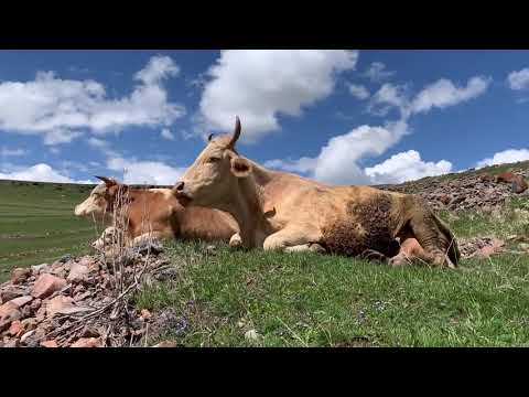 İkizdere köyü (nunus) 738