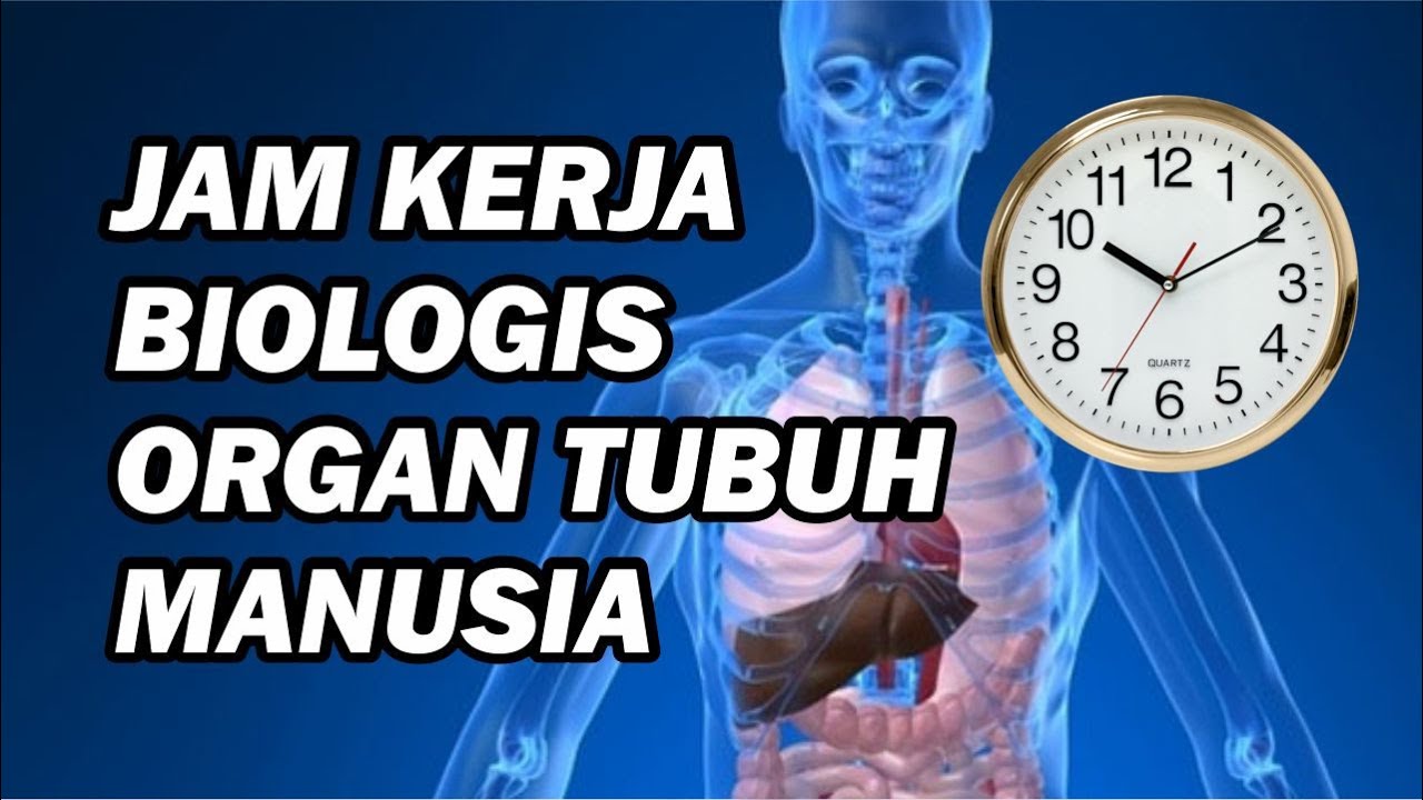 JAM KERJA BIOLOGIS ORGAN TUBUH MANUSIA - YouTube