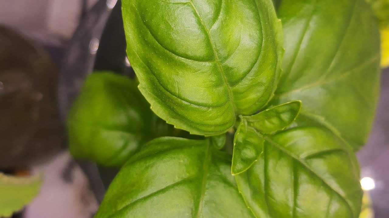 HOW TO PINCH YOUR BASIL PLANT FOR MAXIMUM GROWTH 《 aerogarden basics ...