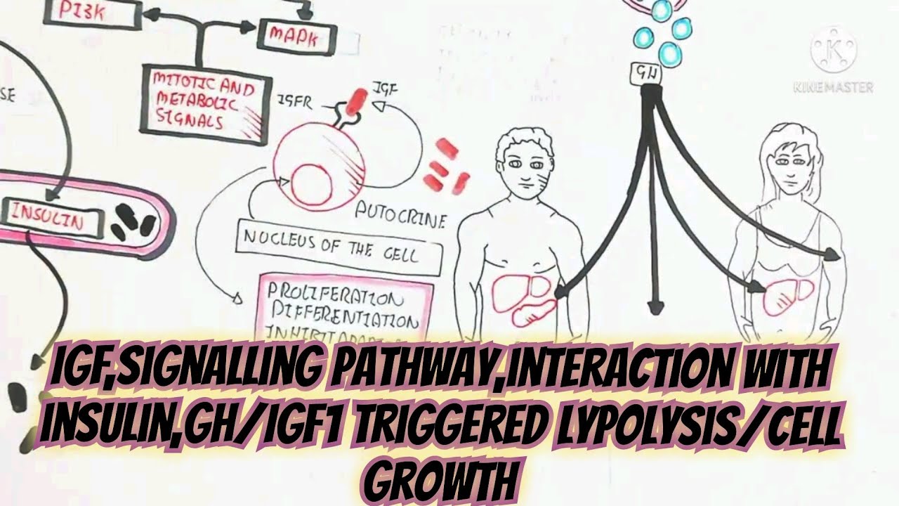 IGF/signalling pathway/interaction with insulin/GH,IGF1 triggered ...