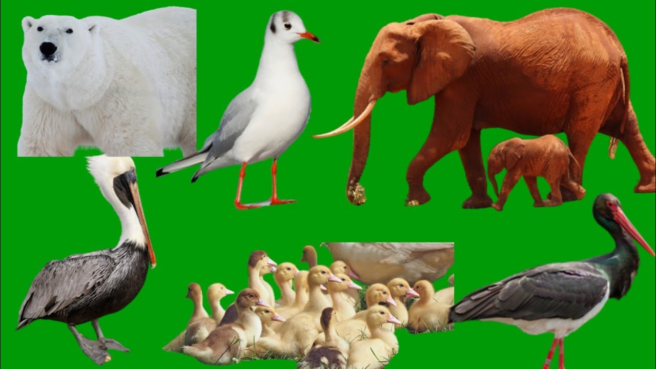 Very cute animals and their baby elephants white bears ostrich birds ...