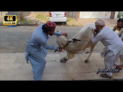 White Cow Qurbani On EID 2025
