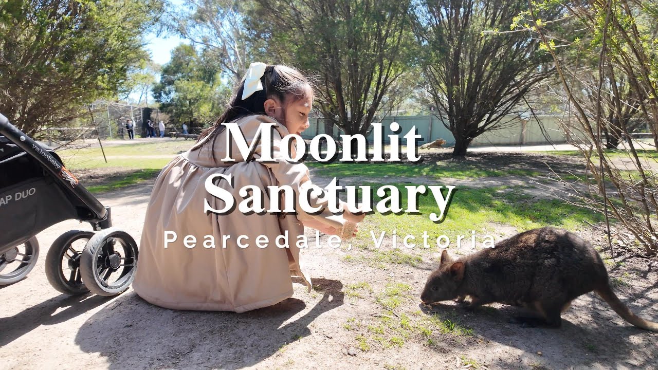 Melbourne Day 5 - Moonlit Sanctuary - YouTube
