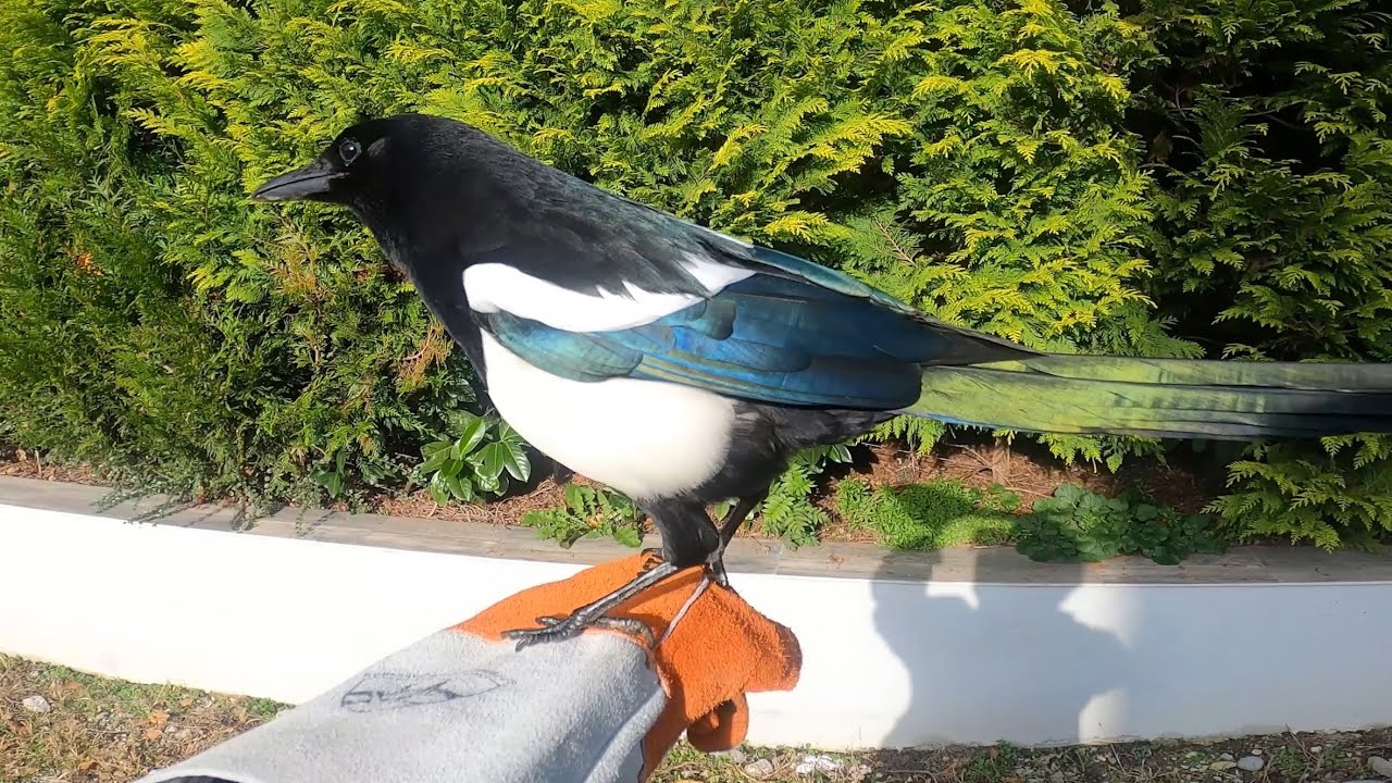 Cotofana din curtea casei - YouTube