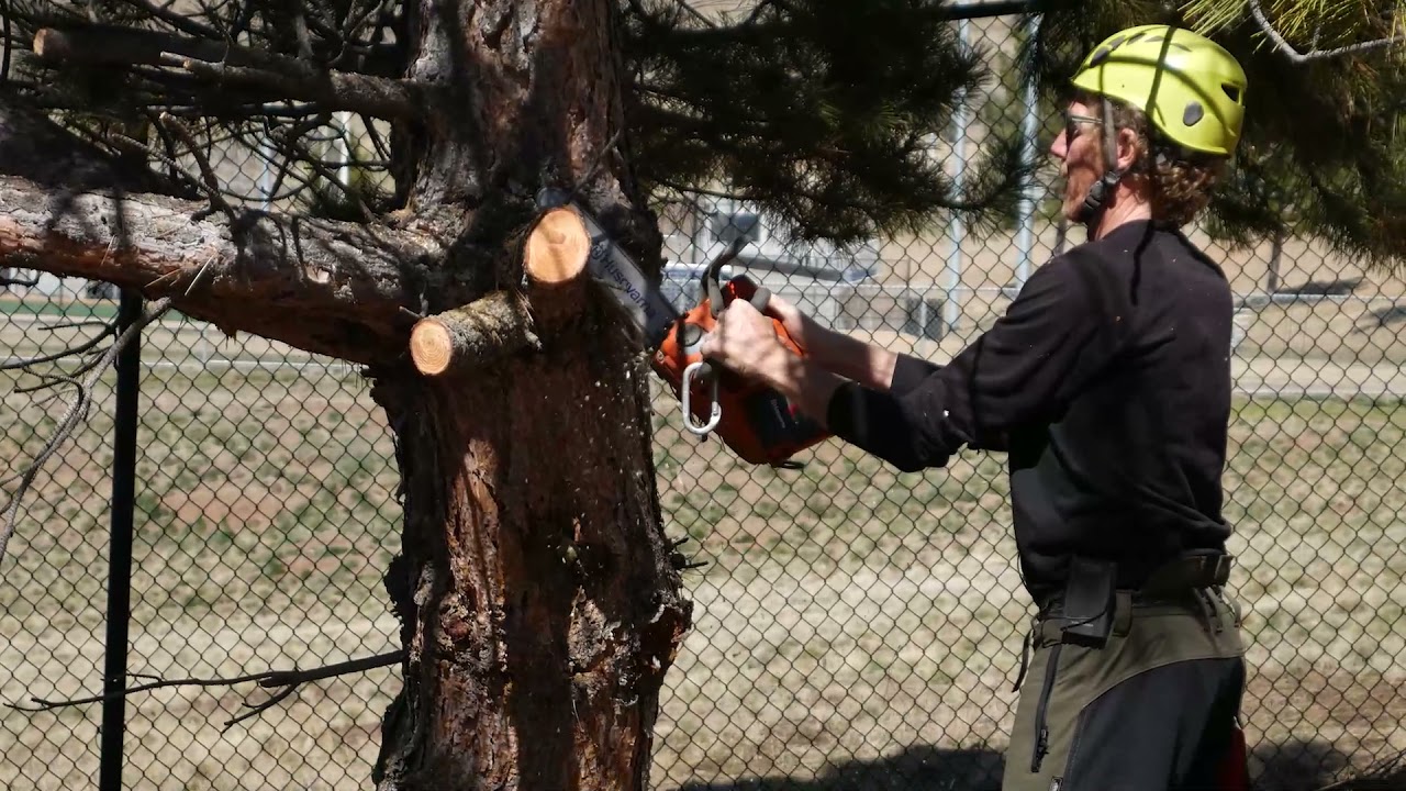 Pruning with the Pros - Raising the Canopy of a Conifer - YouTube
