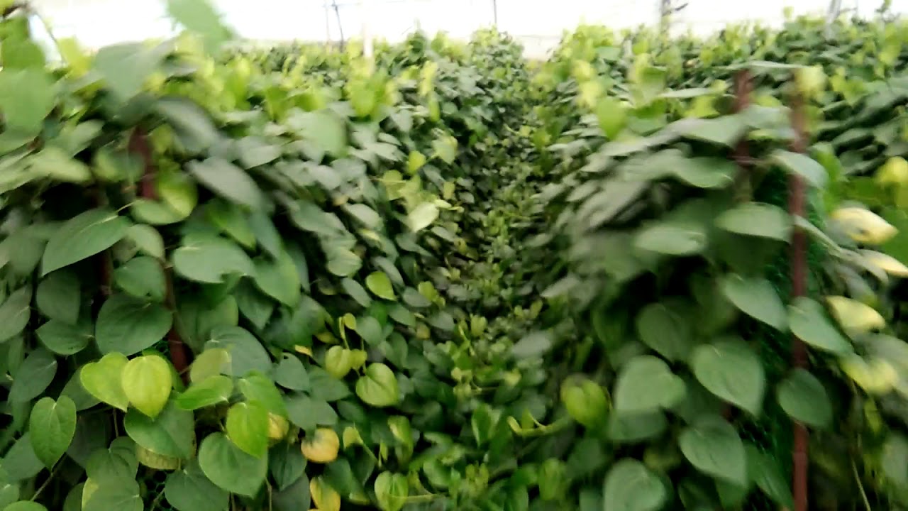 Bush Pepper Cultivation - YouTube