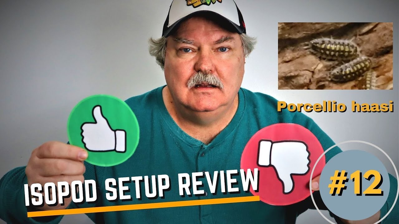 Isopod Setup Review | Number 12 (Porcellio haasi) - YouTube