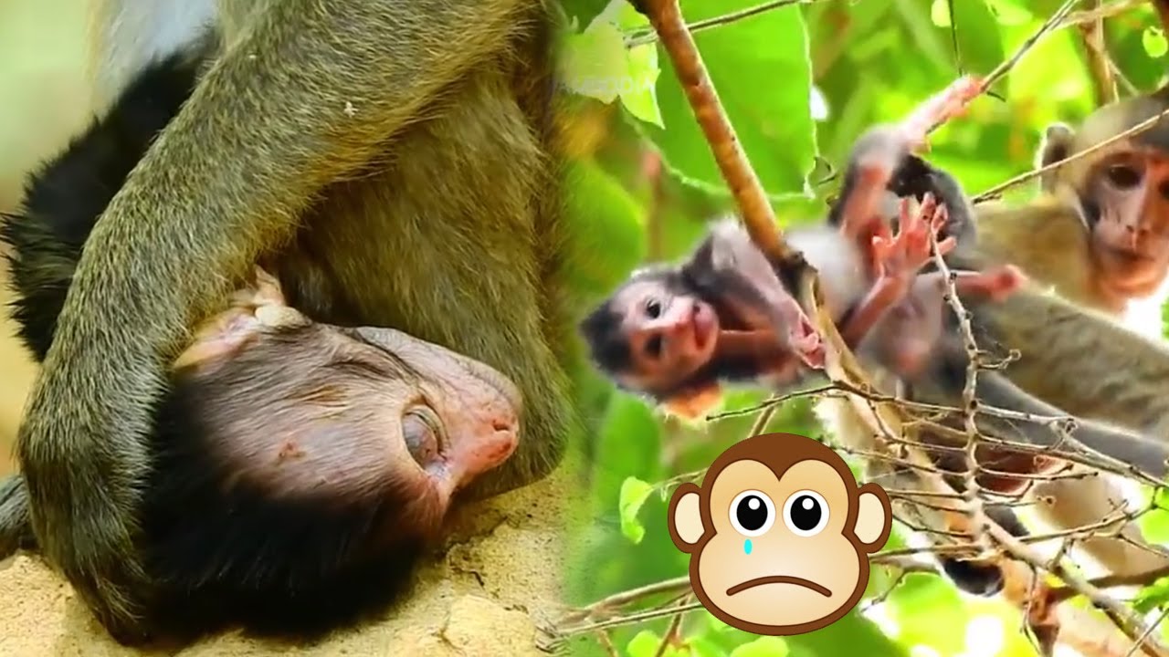 The bad monkey hugs the dying Calvin, if this continues, the baby ...