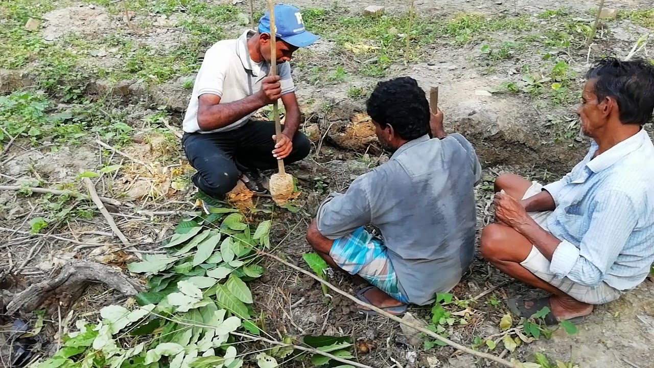 OUR NGO TREE PLANTATION PROGRAMS AT NORTH 24 PGS.IT IS A CSR PROJECT ...