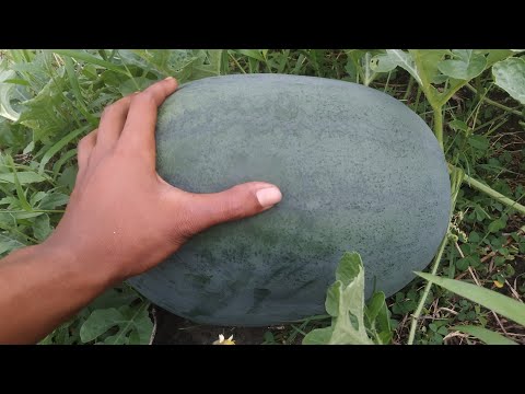 Perawatan semangka nonbiji  sampai usia  85 HST | Masih menghasilkan buahh superr dan manis manis