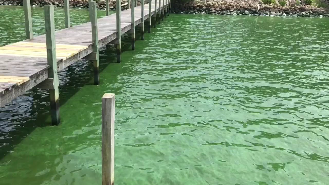 Video 3 of Chowan river algae bloom - YouTube