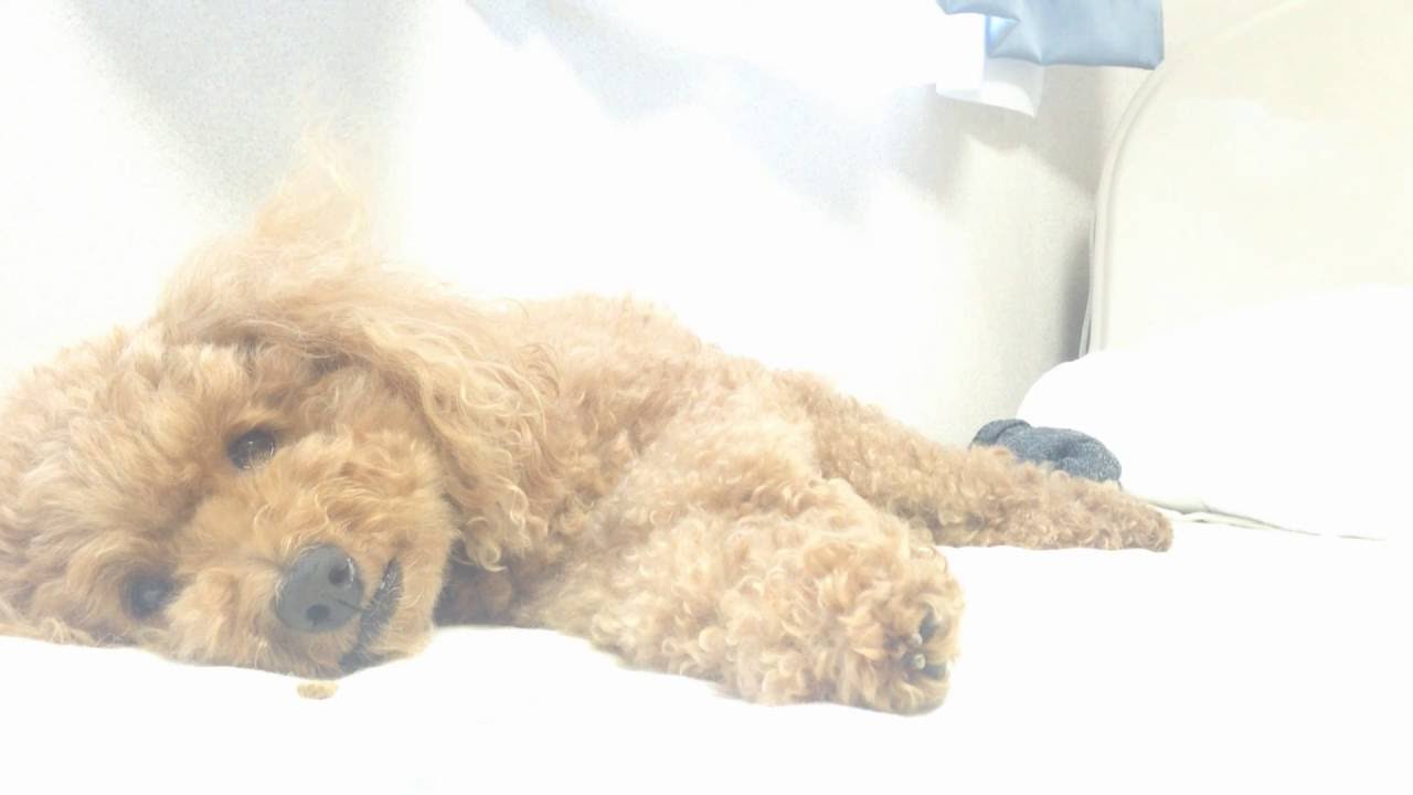 My Dog / Toy Poodle / I am Moca. ｜ トイプードルのモカです。(犬)/ Dog Tricks: Bang ...