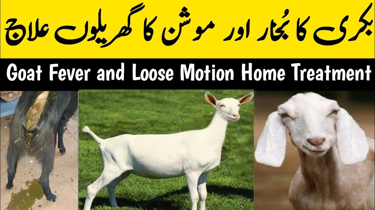 Goat Fever Treatment At Home | Goat Fever and Loos Motion Home ...