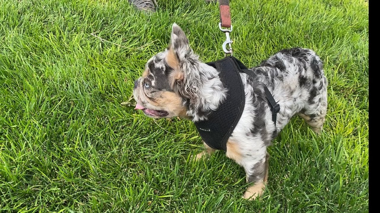 Mando upcoming fluffy Merle stud - YouTube