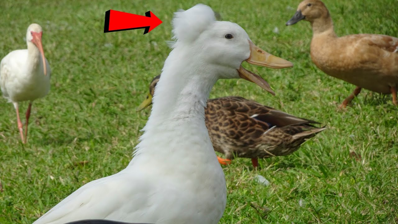This Duck's Hairstyle is too Cute - YouTube