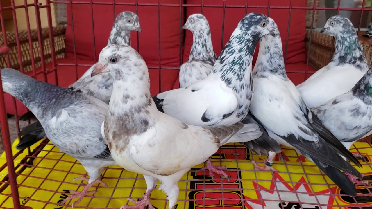 2019 Red Eye Loft tipplers for sale. 321-794-7284 - YouTube