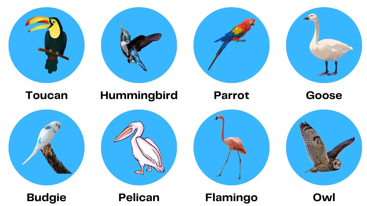 Birds Vocabulary A List Of 40 Well Known Birds In English YouTube birds-vocabulary-a-list-of-40-well-known-birds-in-english-youtube