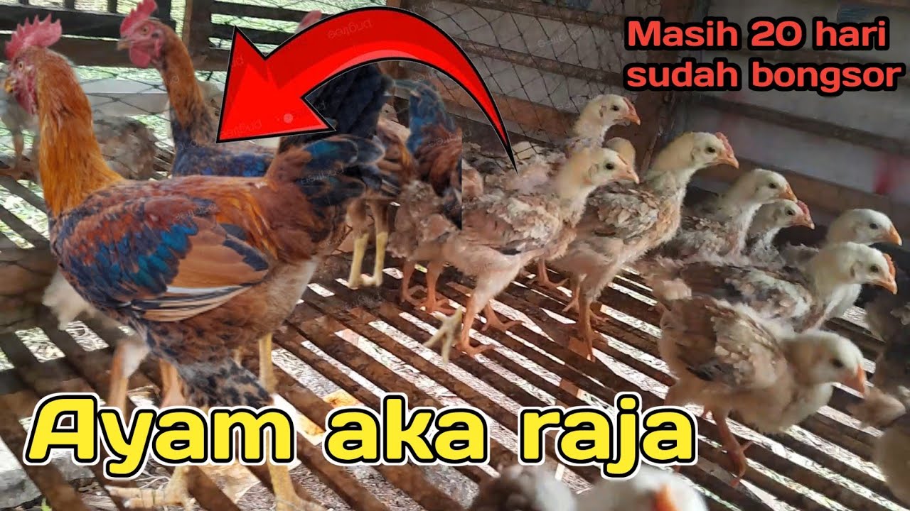 Anak ayam umur 20 hari - YouTube
