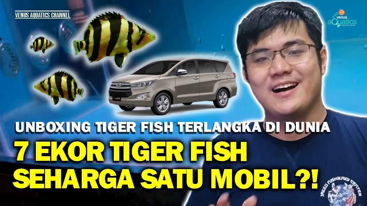 UNBOXING DATZ SIAM DATNIOIDES PULCHER IKAN TIGER FISH TERLANGKA DI ...
