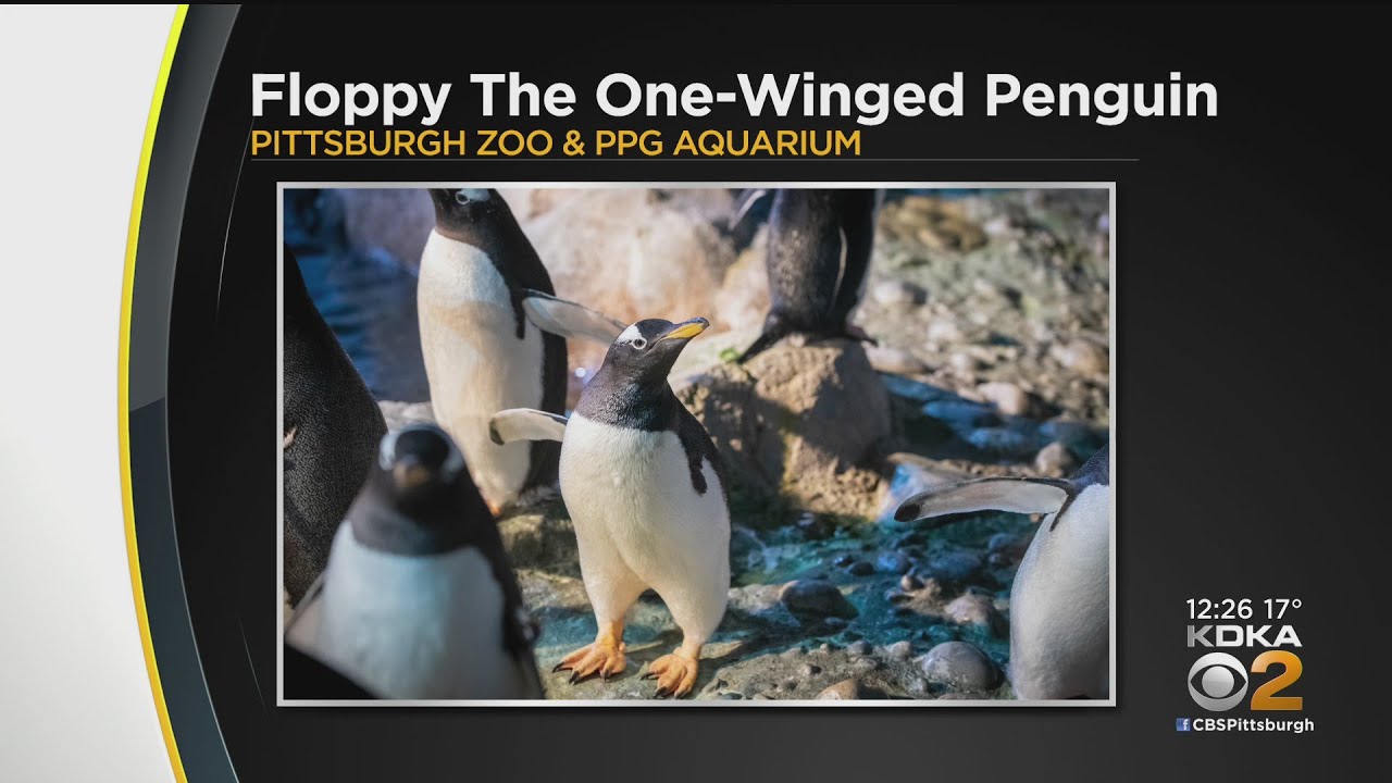 Floppy, The Unique One-Winged Penguin, Adapting To Life At Pittsburgh ...