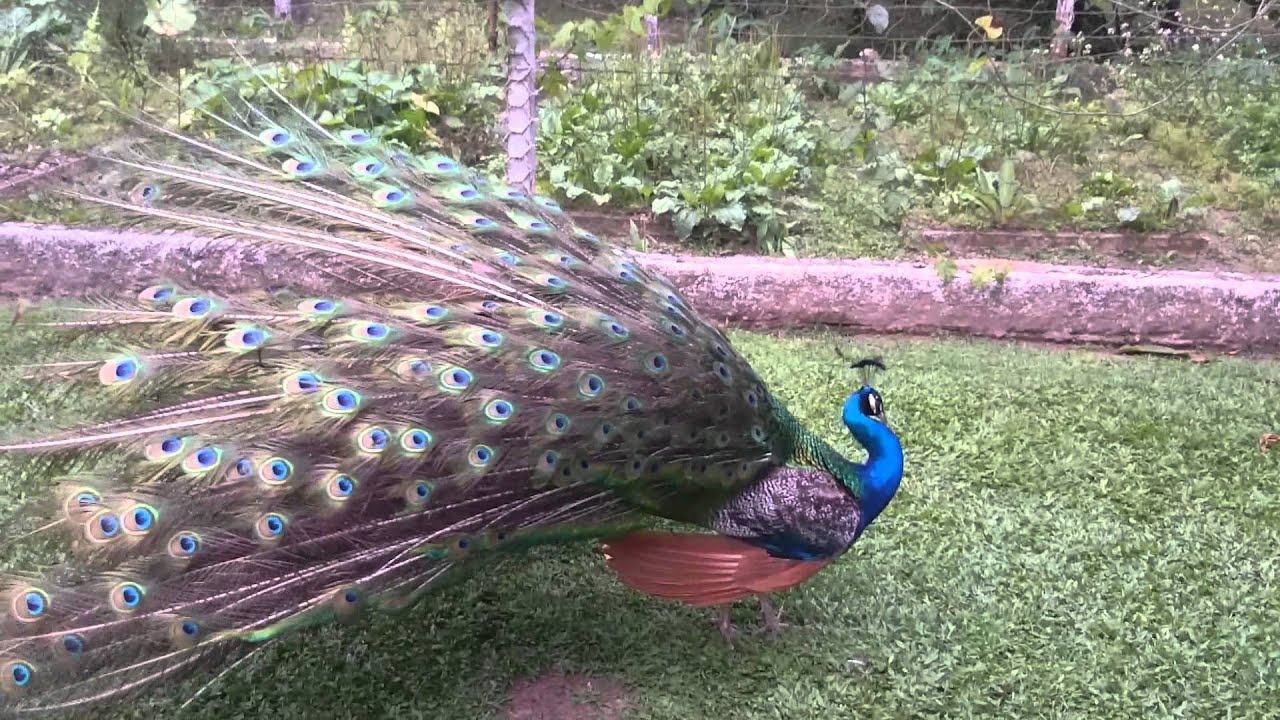 Chacara com Pavões Pavão e Pavoa um show de cores e um espetaculo da ...