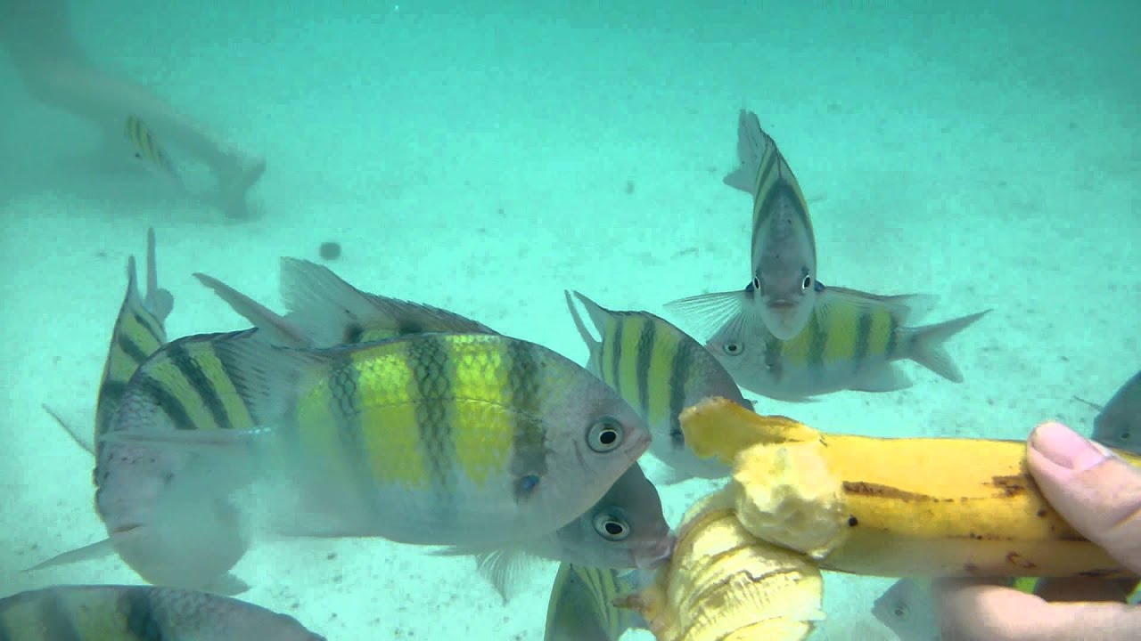 Feeding fishes with banana (Thailand) - YouTube