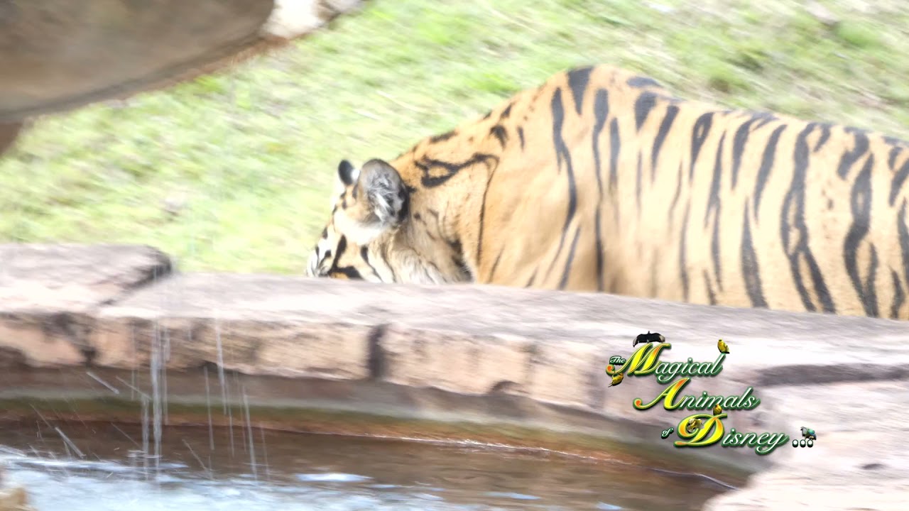 Tiger stroll At Disney's Animal Kingdom - YouTube